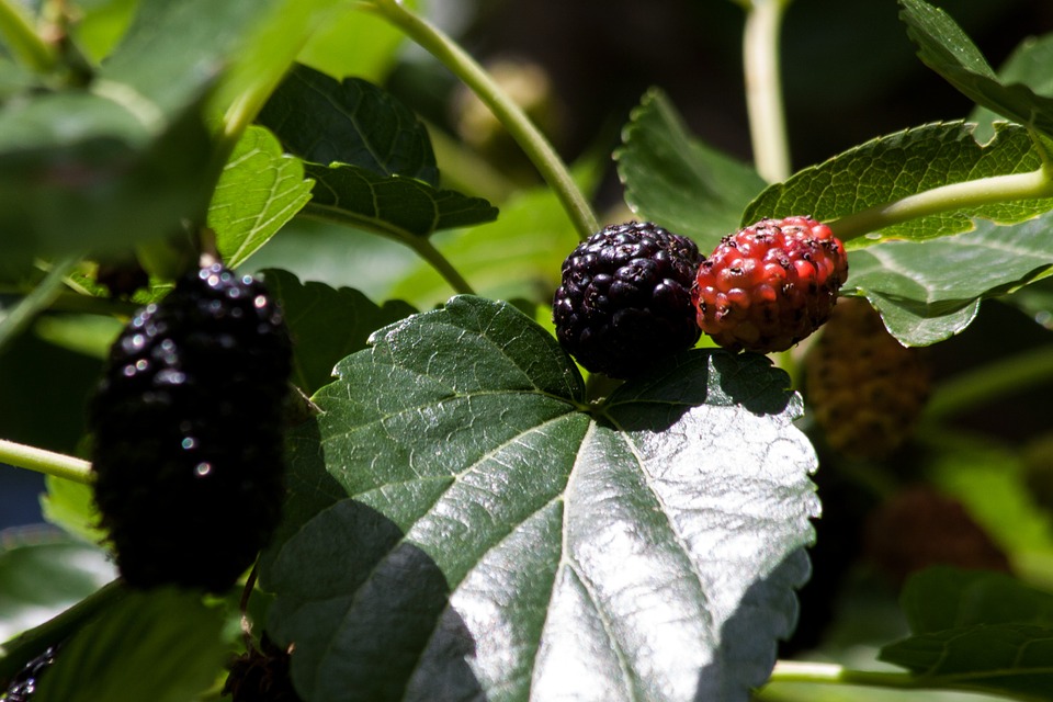 Black Moraceae Mulberry Tree Red Morus Mulberries – Garland Nursery