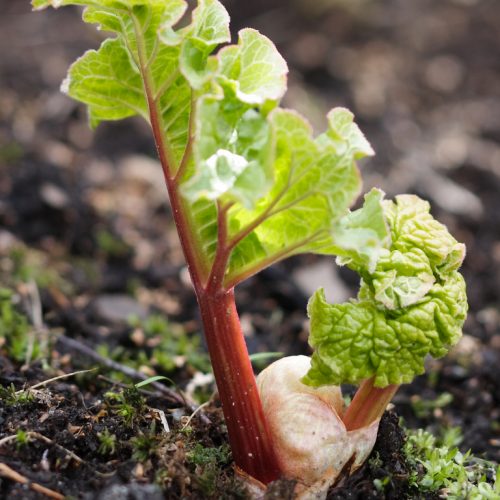 Handouts and Care Guides – Garland Nursery