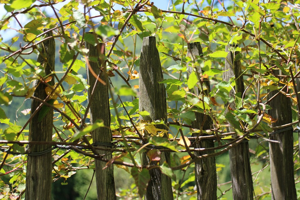 Creeper Wood Fence Climber Roll Fence Fence – Garland Nursery