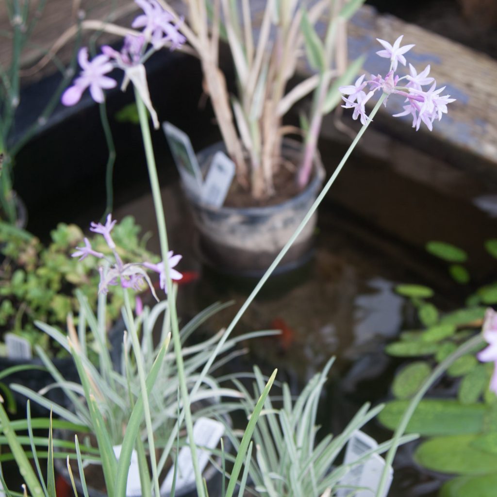 Pond_water – Garland Nursery