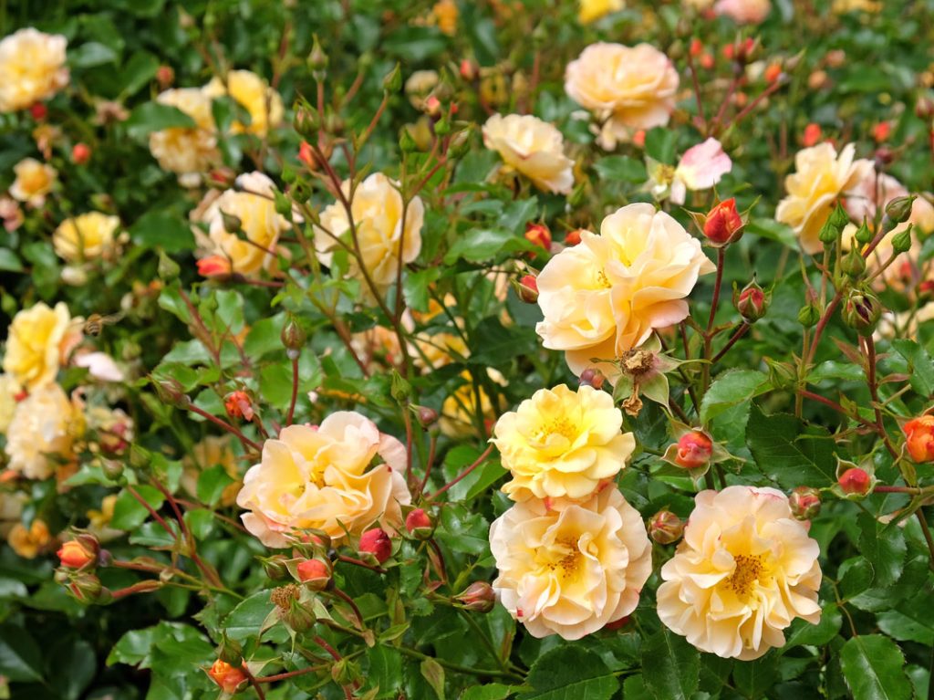 Garland Nursery
